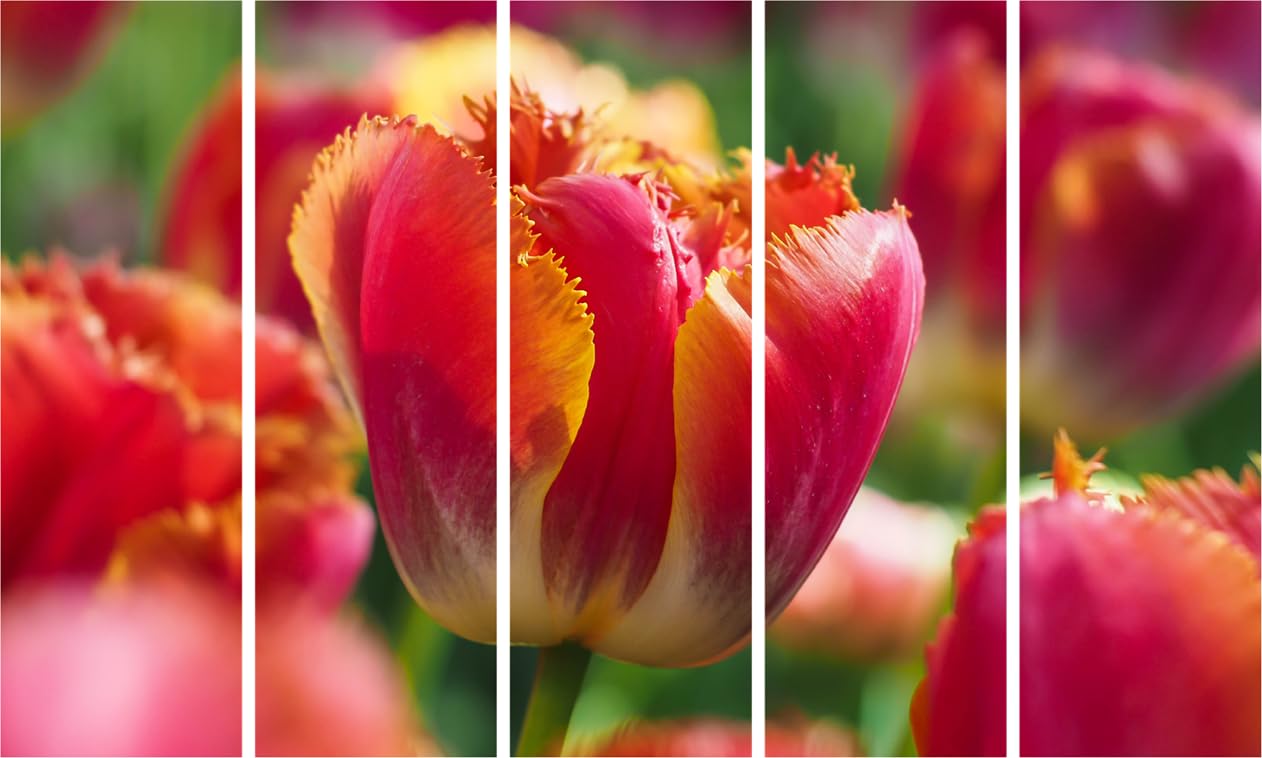 Shop Tulip-tastic Multi-Frame Framed Flower Wall Art | Moolwan