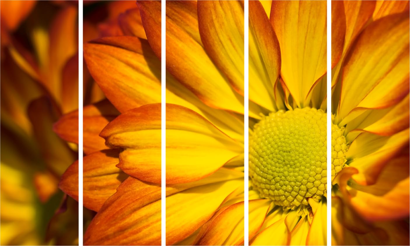 Shop Flower-tastic Multiframe Framed Wall Art at Moolwan