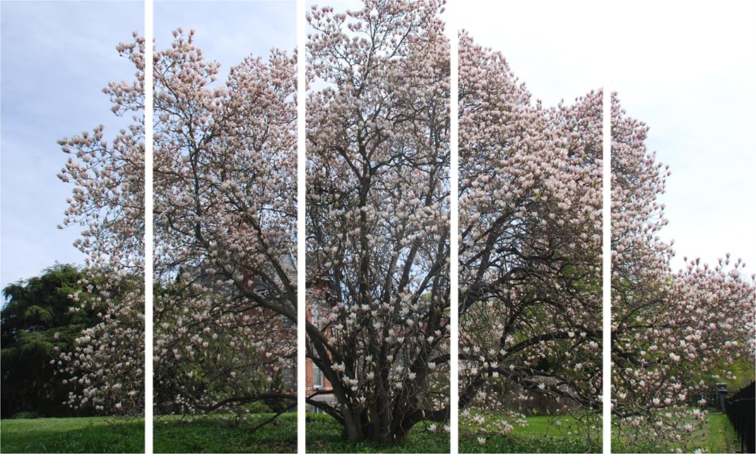 Shop Tree-mendous 5-Panel Photography Wall Art at Moolwan | Framed 150x76cm