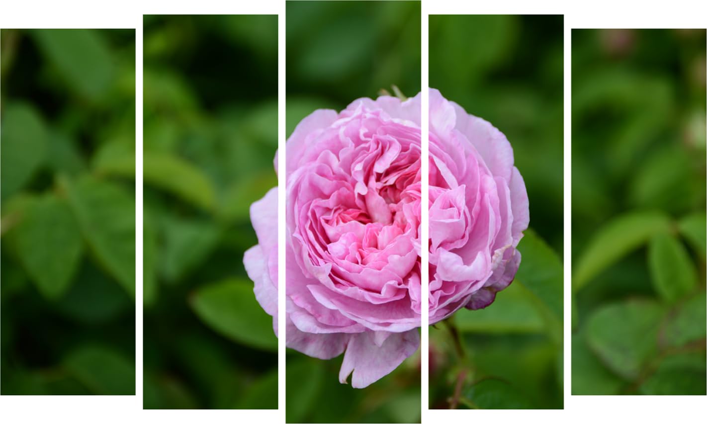 Shop Flower-tastic 5-Panel Photography-Framed Wall Art | Moolwan